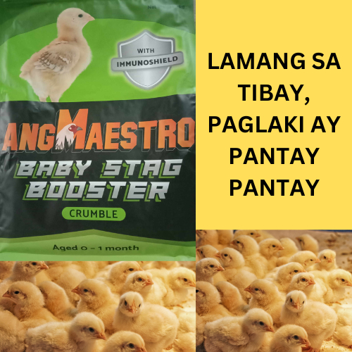 READY TO EAT FEEDS ANG MAESTRO 1KG BABY STAG BOOSTER PAMPATIBAY NG ...