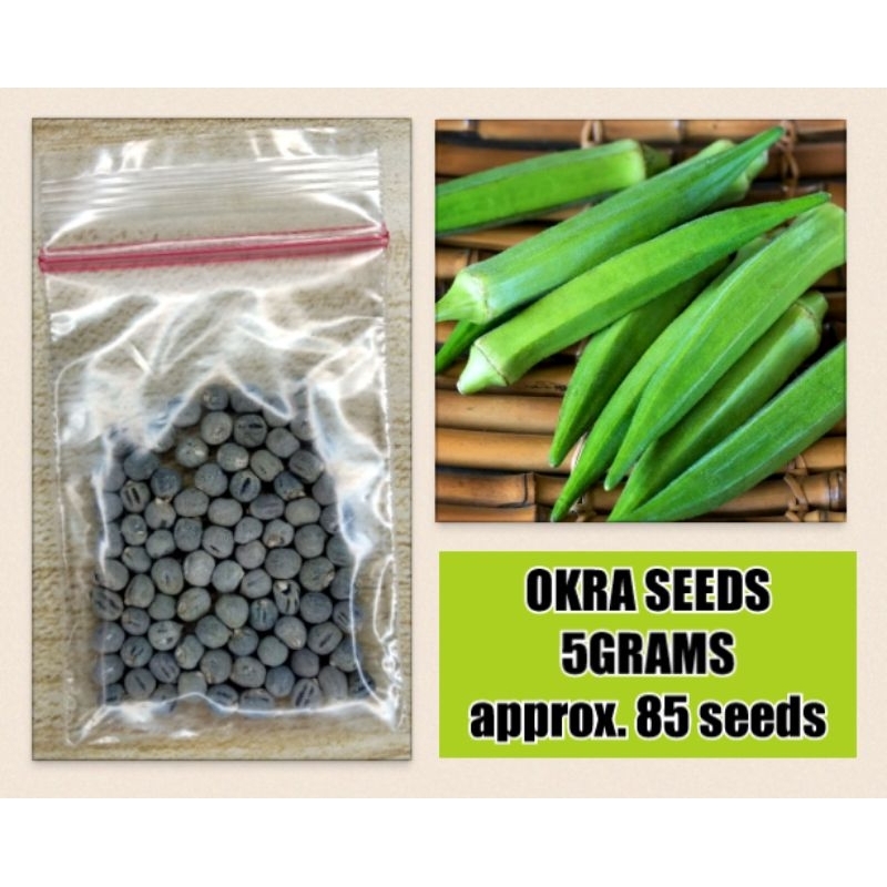 OKRA SEEDS 5 GRAMS APPROX. 85 SEEDS | Shopee Philippines