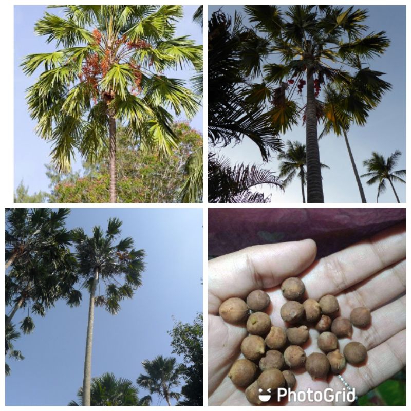 ANAHAW SEEDS(15 pcs) buy 2 get 1 free | Shopee Philippines