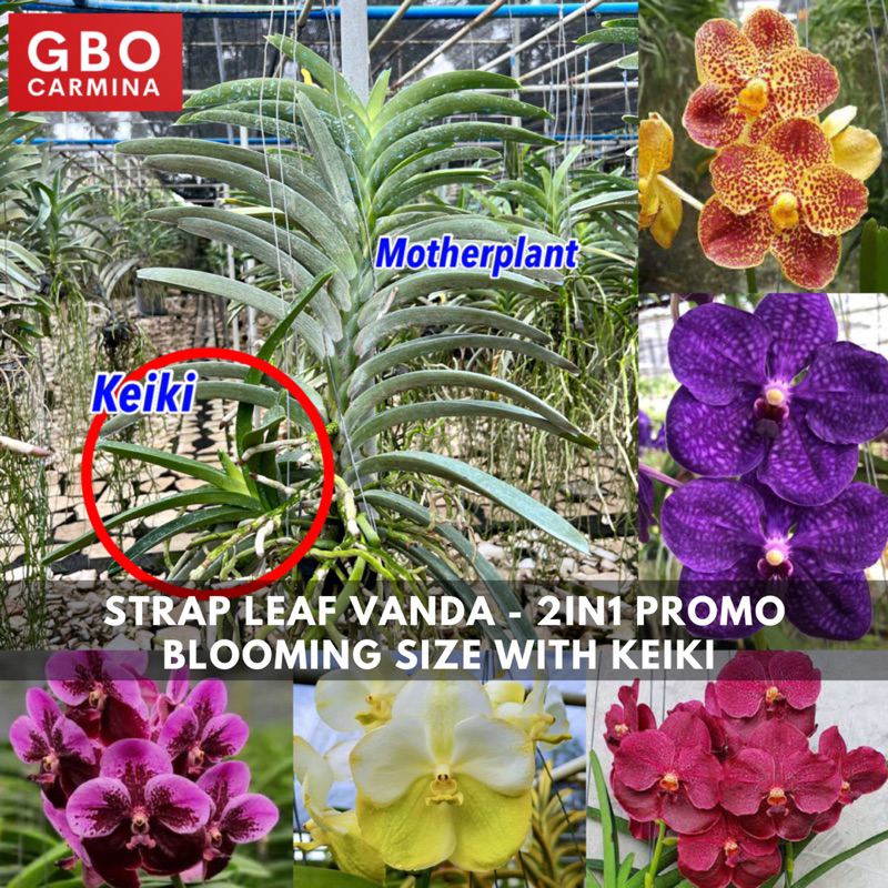 GBO Carmina: 2in1 PROMO | Strap Leaf Vanda WITH KEIKI | Blooming Size ...