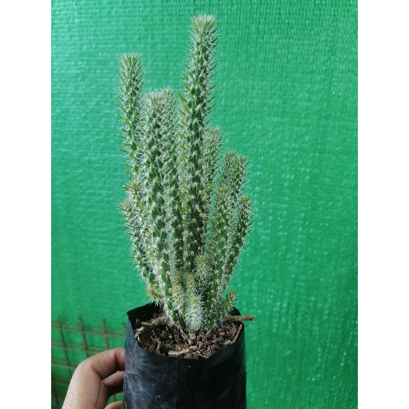 Rare Thailand cactus (reg. size) | Shopee Philippines