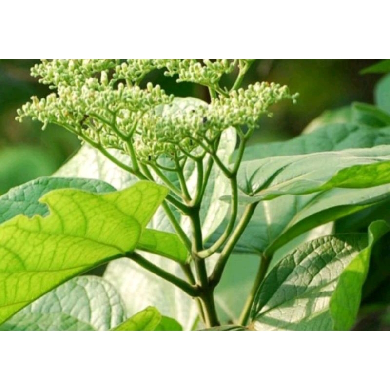 Fresh Alagaw Leaves - Dahon ng Alagaw | Shopee Philippines