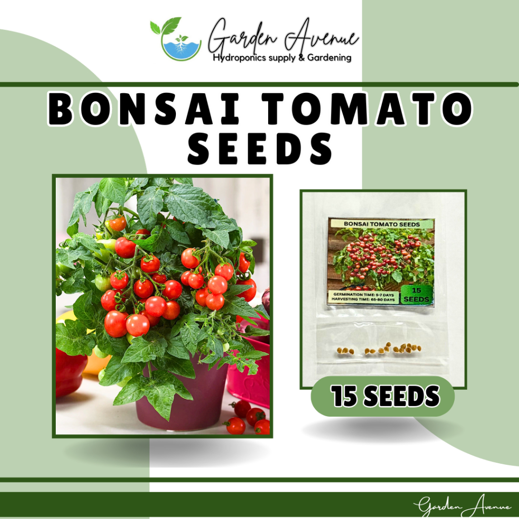 SULIT PACK! BONSAI TOMATO SEEDS (15 SEEDS) - FAST GROWING/HIGH YIELDING ...