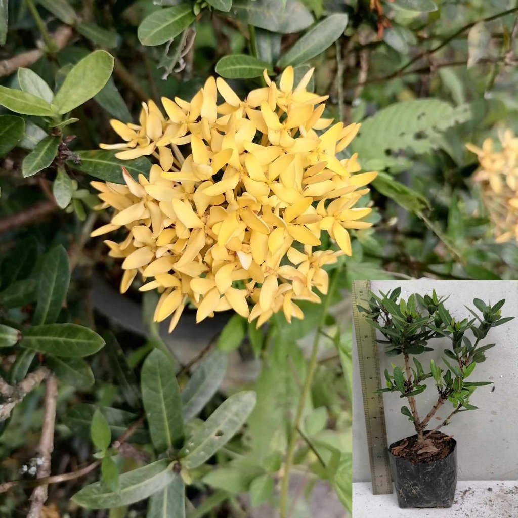 Yellow Dwarf Santan | Ixora coccinea | 8-10 inches | Live Plant with ...