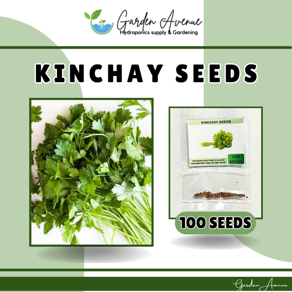 SULIT PACK! KINCHAY SEEDS (100 SEEDS) - HYBRID/HIGH YIELDING/EASY TO ...
