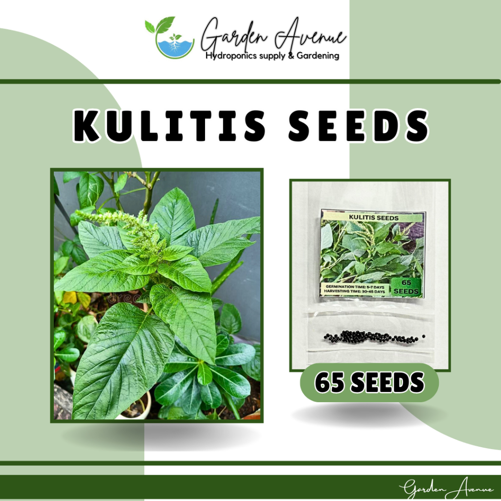 SULIT PACK! KULITIS SEEDS/KOLITIS (65 SEEDS) - EASY TO GROW/EASY TO ...