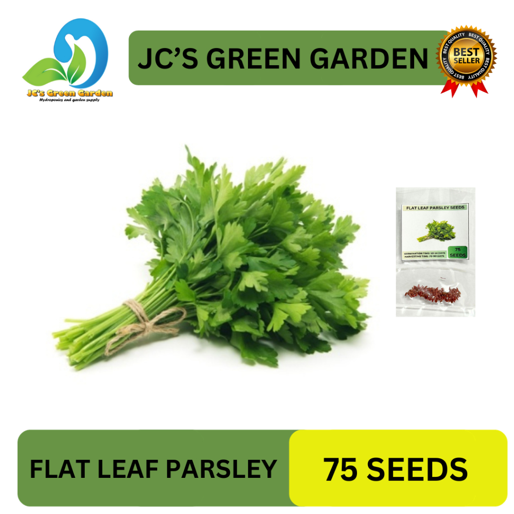 VALUE PACK (75 SEEDS) FLAT LEAF PARSLEY SEEDS/FOR PLANTING/HERBS | Shopee Philippines