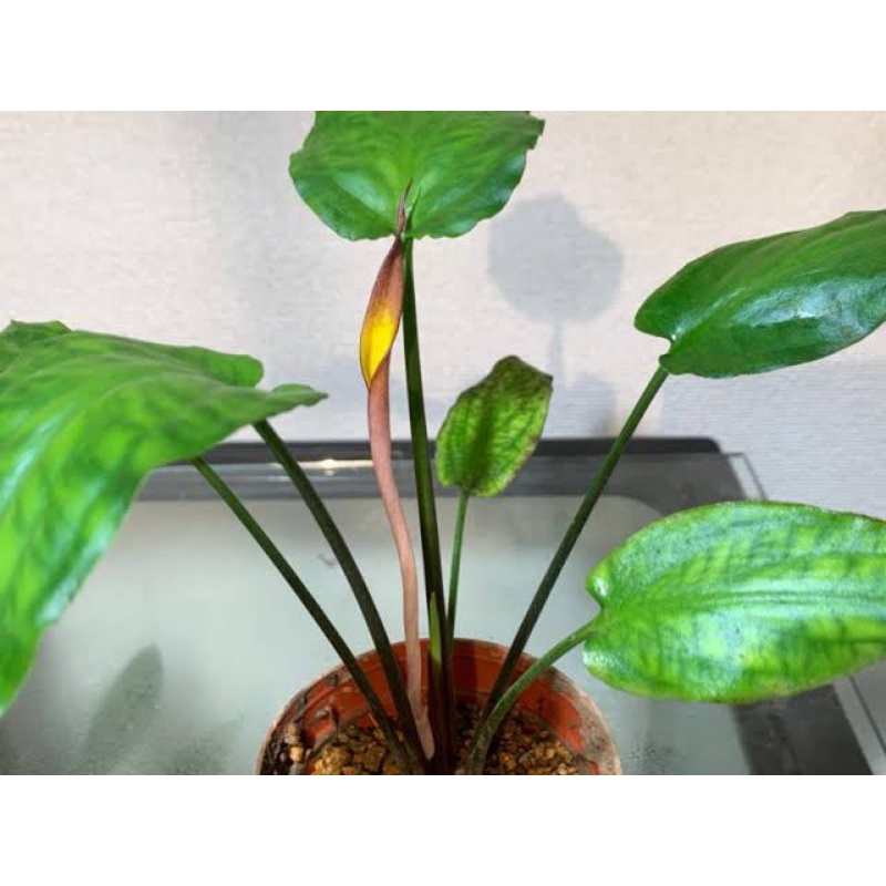 Cryptocoryne Wongsoi / Pontederiifolia lowtech rare aquatic plants 1pc ...