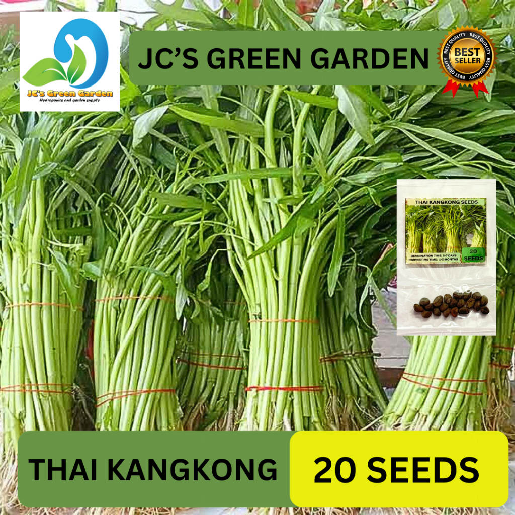 VALUE PACK (20 SEEDS) THAI KANGKONG SEEDS/FOR PLANTING/THAI VARIETY ...