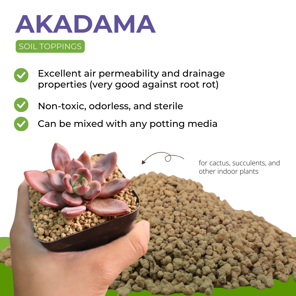 Plant Culture Akadama Soil Japanese Clay for Bonsai and Houseplants in ...