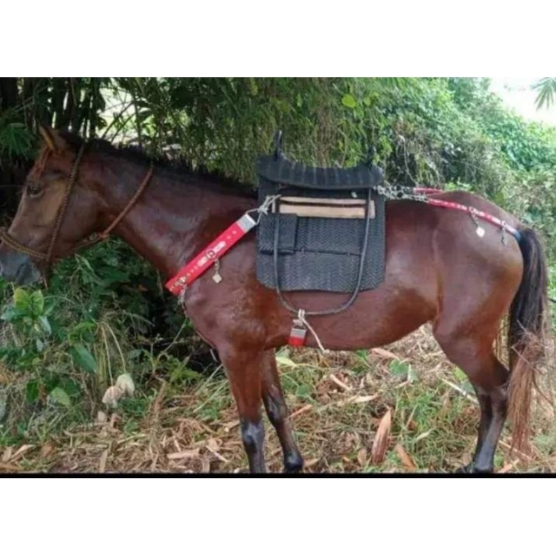 Palangka o sangkarol o saddle ng kabayo Horse Back Riding sit | Shopee ...