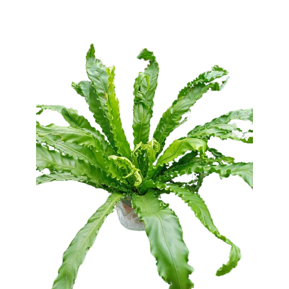 Osaka Fern Imported - Wavy Edge Masterpiece for a Highly Decorative ...