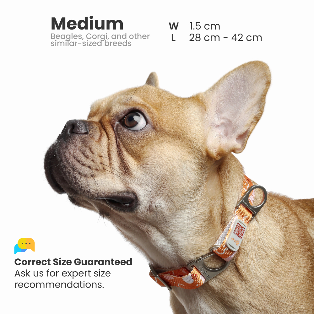 NeoCollar 2-in-1 collar with ID tag | Collar with Name Tag Dog and Cat ...