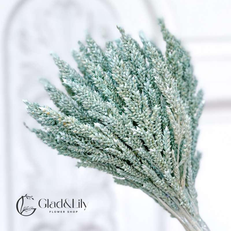 Dried Trigo Flower (half or whole bundle) | Shopee Philippines