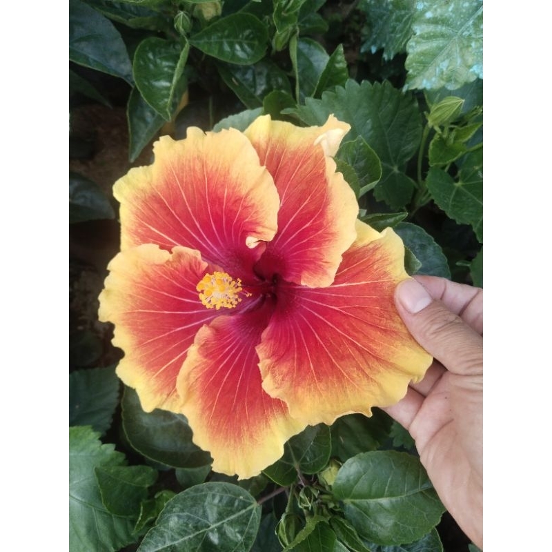 Gumamela FLOWER'S (Luzon area only) | Shopee Philippines