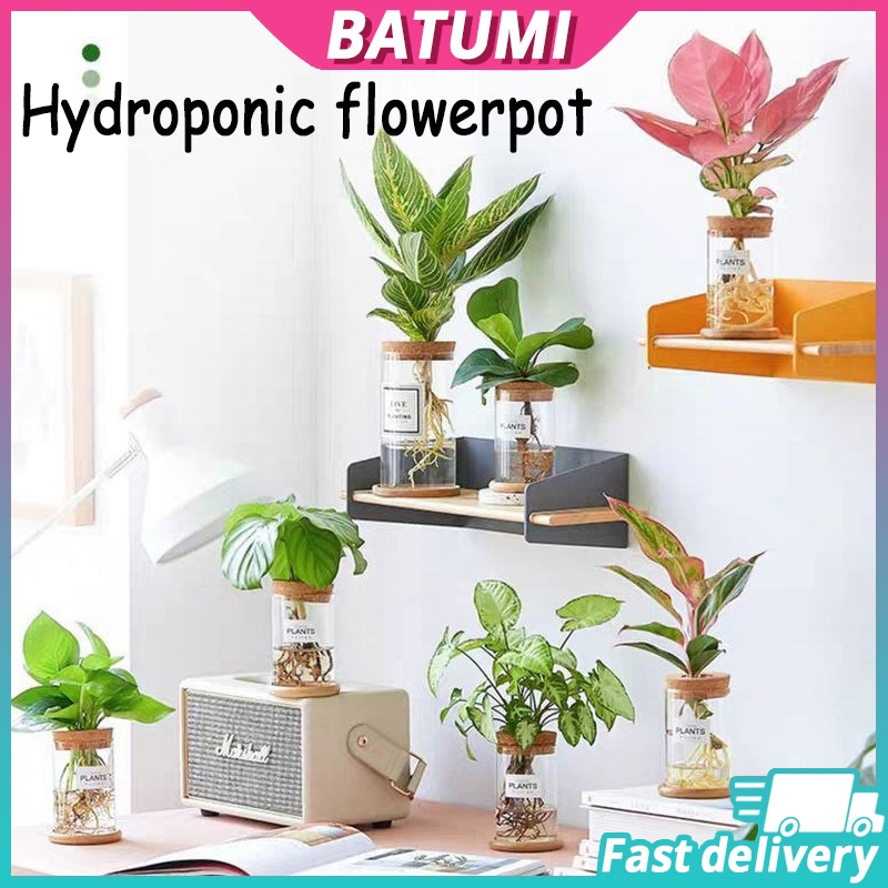 Hydroponic Pot Transparent Water Planting Vase Stylish Propagation Pot ...