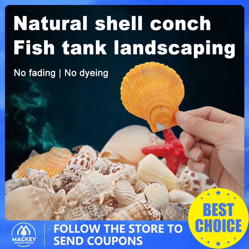 Natural Shell Fish Tank Landscaping Small Conch Sea Star Decoration ...