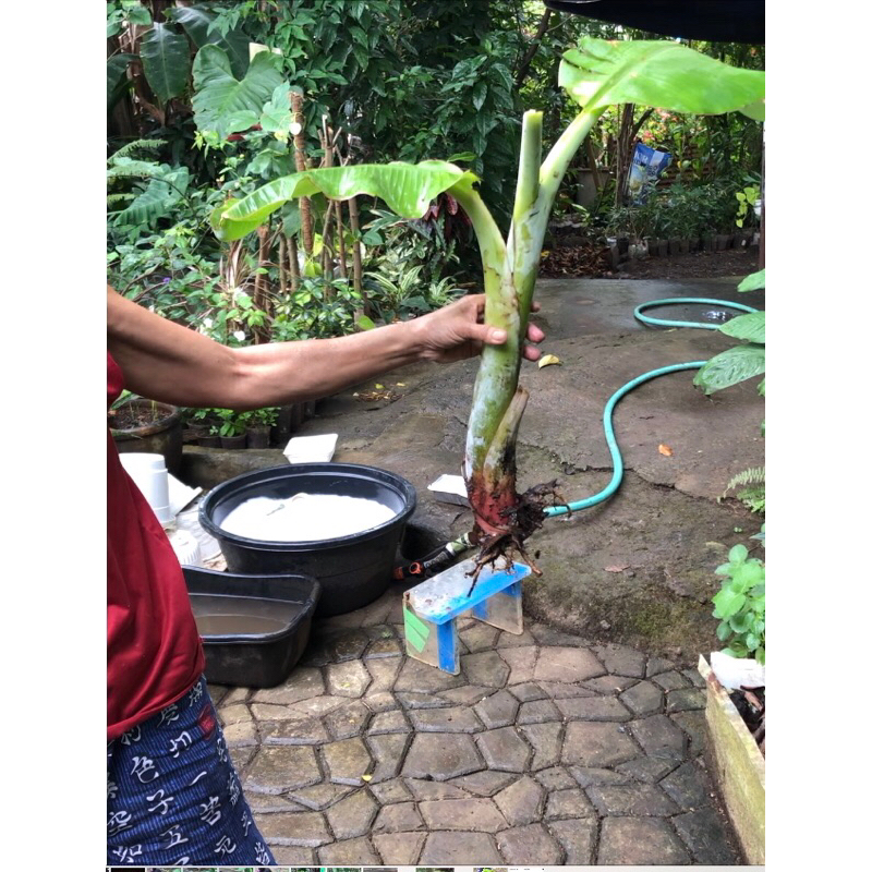 Banana Tree Seedlings (saba) - 1 pc. around 15 inches in height ...