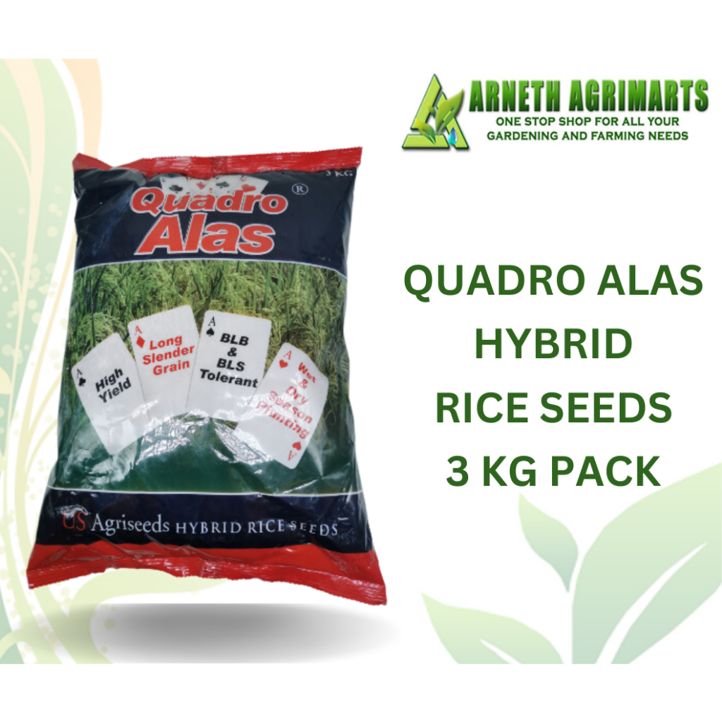 QUADRO ALAS HYBRID RICE SEEDS 3 KILOGRAMS PACK by SEEDWORKS | Shopee ...