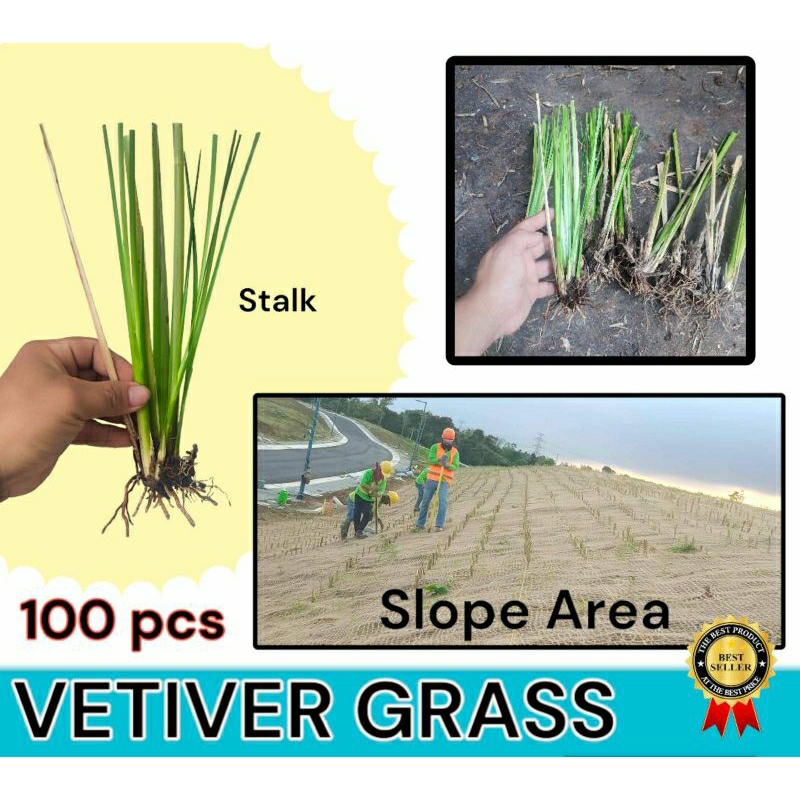 100 Stalk Vetiver Grass / Vetiver Grass for Bio Engineering / Slope ...