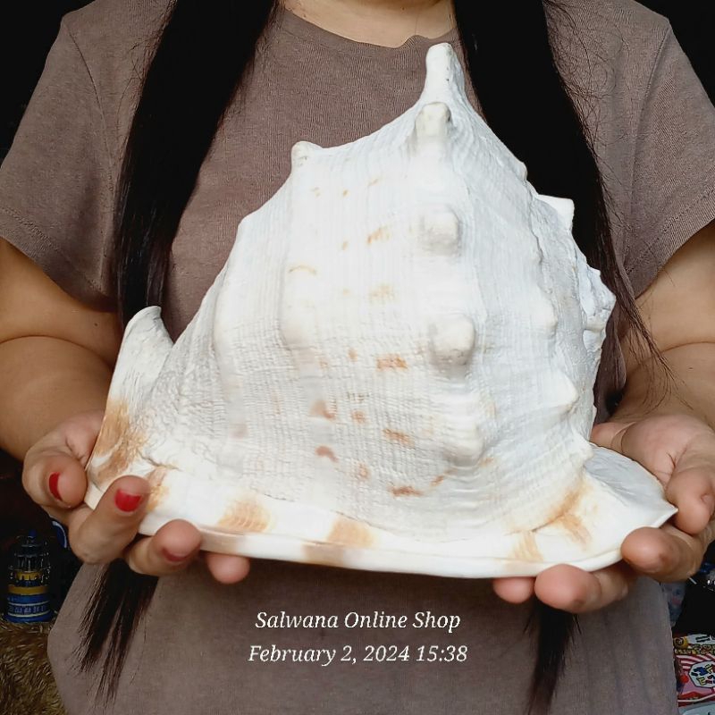 1.59kg BIG HELMET SEASHELL DISPLAY | JAPAN SURPLUS | Shopee Philippines