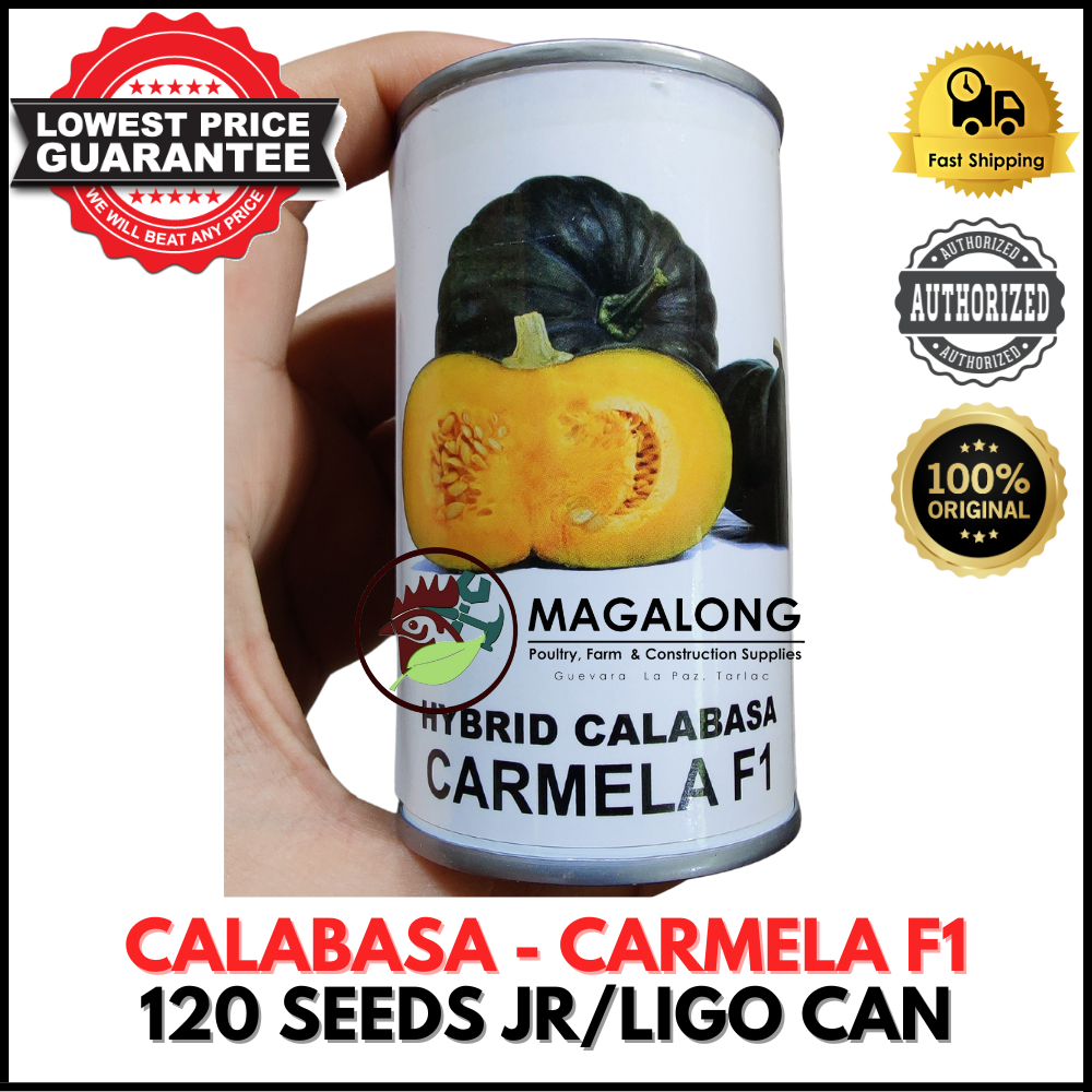 CONDOR SEEDS - SQUASH SEEDS - CARMELA F1 HYBRID 120 Seeds - JR CAN ...
