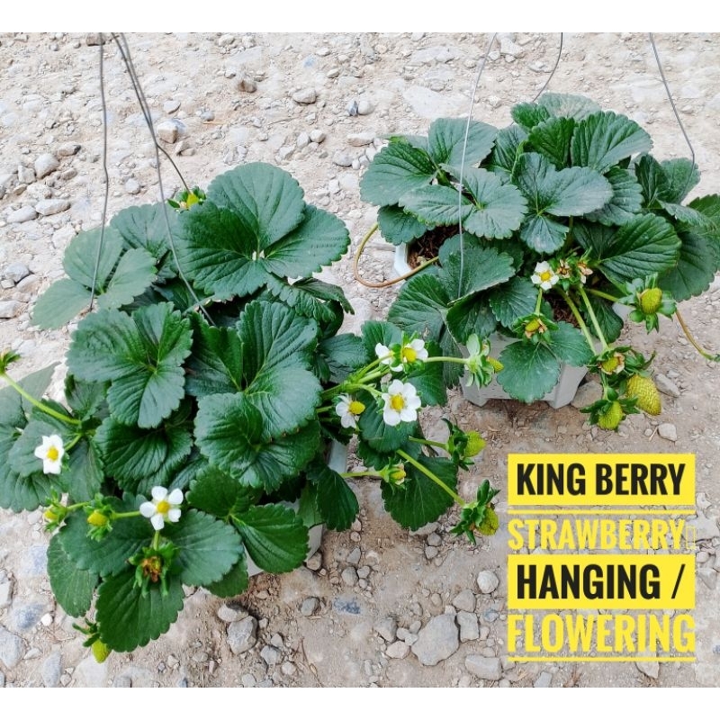 HANGING KING BERRY STRAWBERRY/ FRUITING STAGE | Shopee Philippines