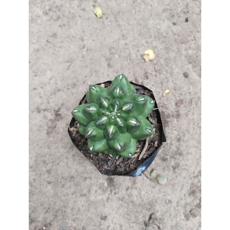 Kiko Cacti (collection garden decor) | Shopee Philippines