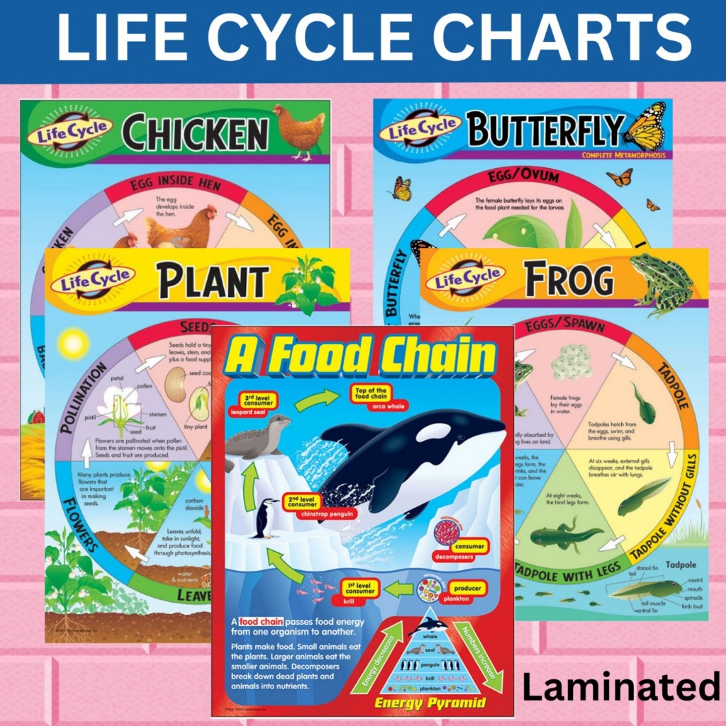 Laminated Life Cycle Charts, Food Chain, Life Cycle of A Frog, Life ...
