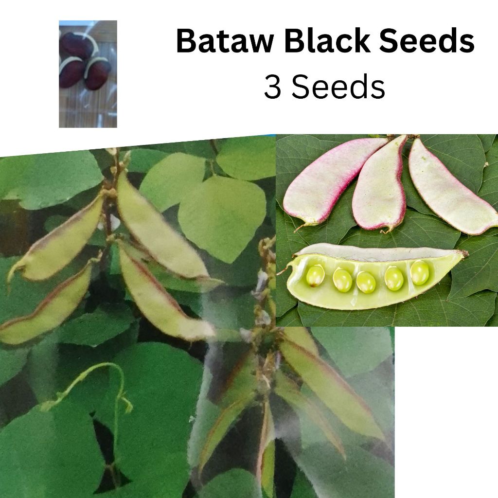 Bataw Black Seeds 3 seeds | Shopee Philippines