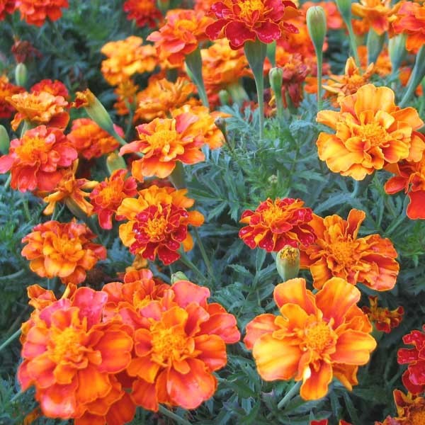 Brocade Marigold Seeds Rare Marigold Seeds Heirloom Marigold Seeds ...