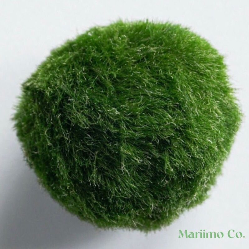 Jumbo Marimo Moss Ball (Large Size 4-5cm) Beginner Low Maintenance Live ...