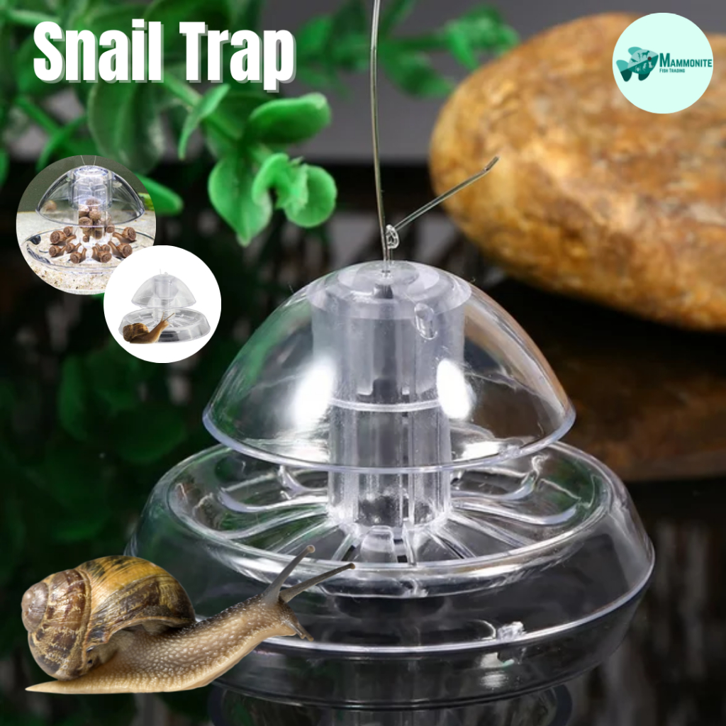 Pest Snail Trap Bait in Fish Tank Aquarium 6cm & 8cm | Shopee Philippines