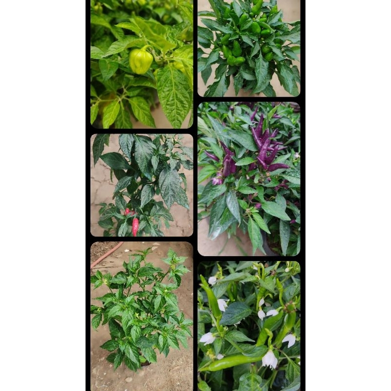 pepper varieties/sili (habero,labuyo,panigang and others) | Shopee ...