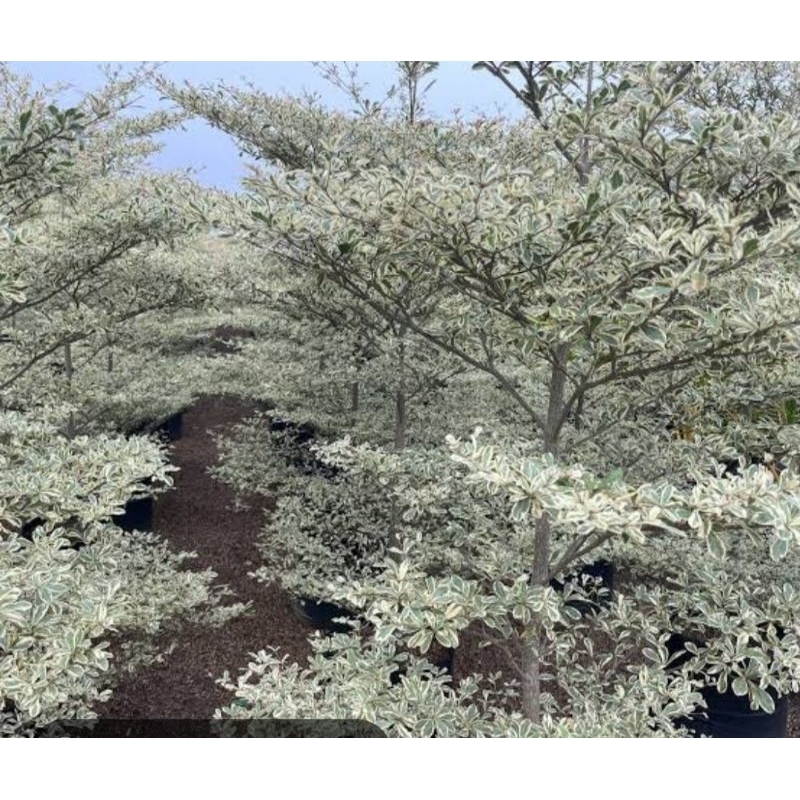 African talisay tree (outdoor) | Shopee Philippines