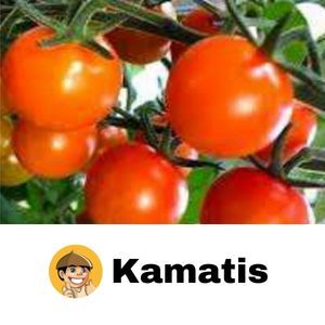 Vegetables Seeds kamatis talong pechay ampalaya sigarilyas upo lettuce ...
