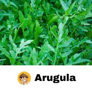 Herbs Seeds Sweet Basil Kintsay Celery Parsley Wansoy Chives Peppermint ...