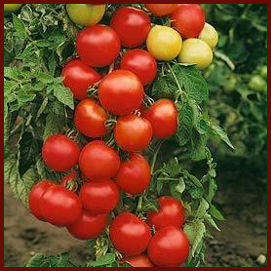 Kamatis Seeds ( New Improved Tomato Varieties) | Shopee Philippines