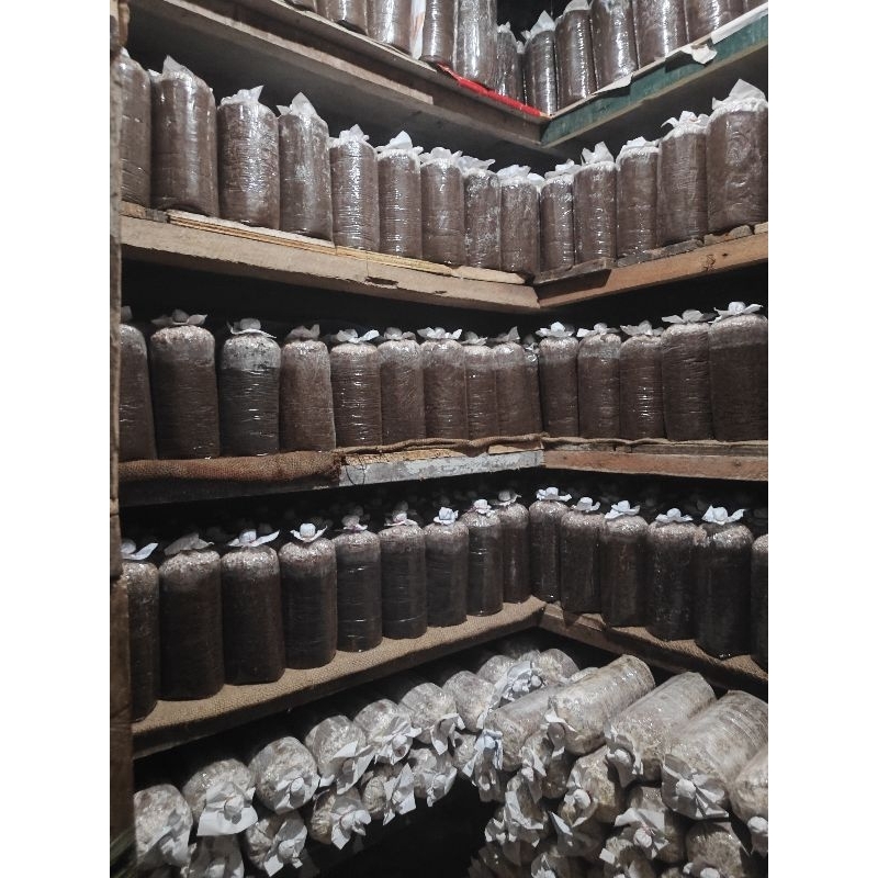 Mushroom Fruiting bags 10pcs for ₱300 (Oyster Mushroom) | Shopee ...