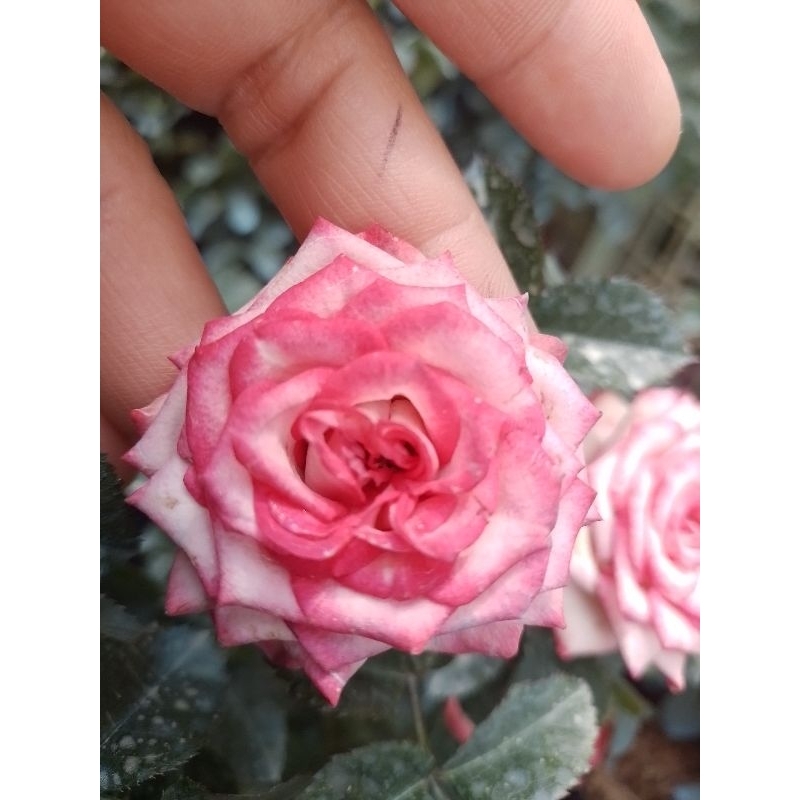 Magic Carousel Rose Collection | Shopee Philippines