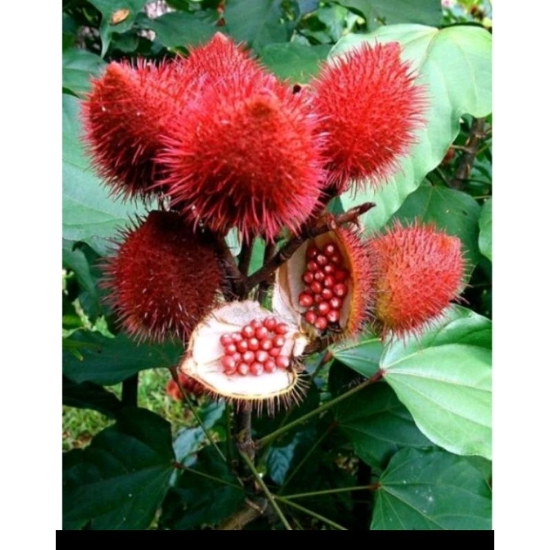 Asuete or Annatto seeds for planting (30 seeds) | Shopee Philippines