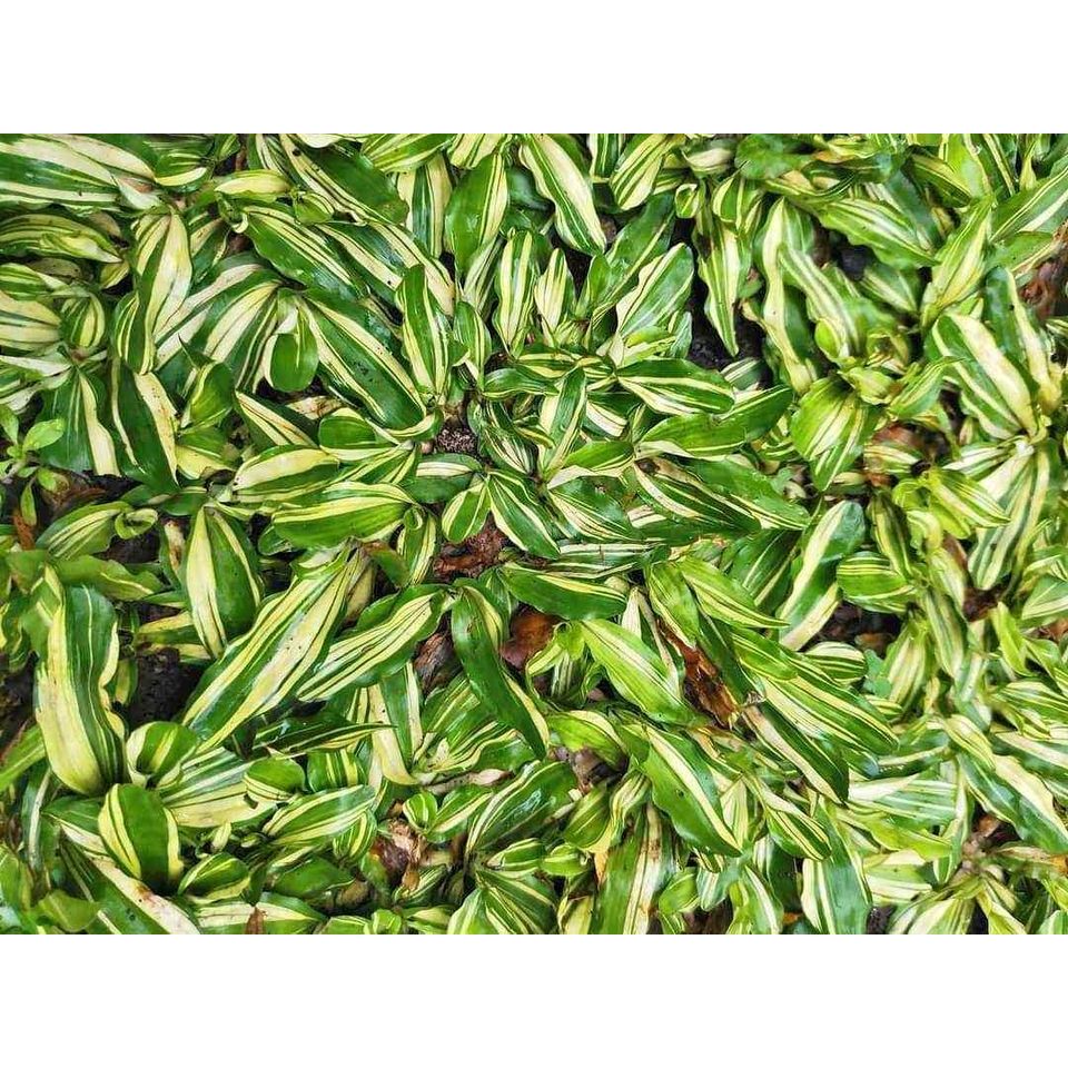 VARIEGATED FROG GRASS LAWN SEEDS Moonapace | Shopee Philippines