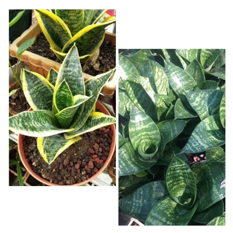 Sansevieria Ballyi/ Dwarf Snake Halaman | Shopee Philippines