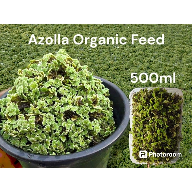 Azolla Organic Feeds Buy 2 get 1 Free | Shopee Philippines
