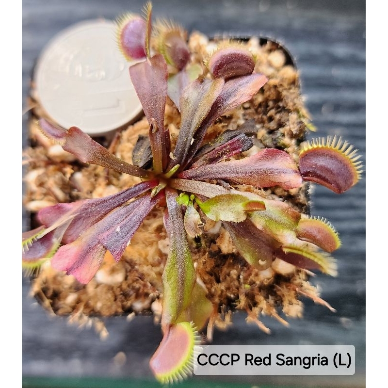 Cccp Red Sangria Venus Flytrap ( Fly Trap ) | Shopee Philippines