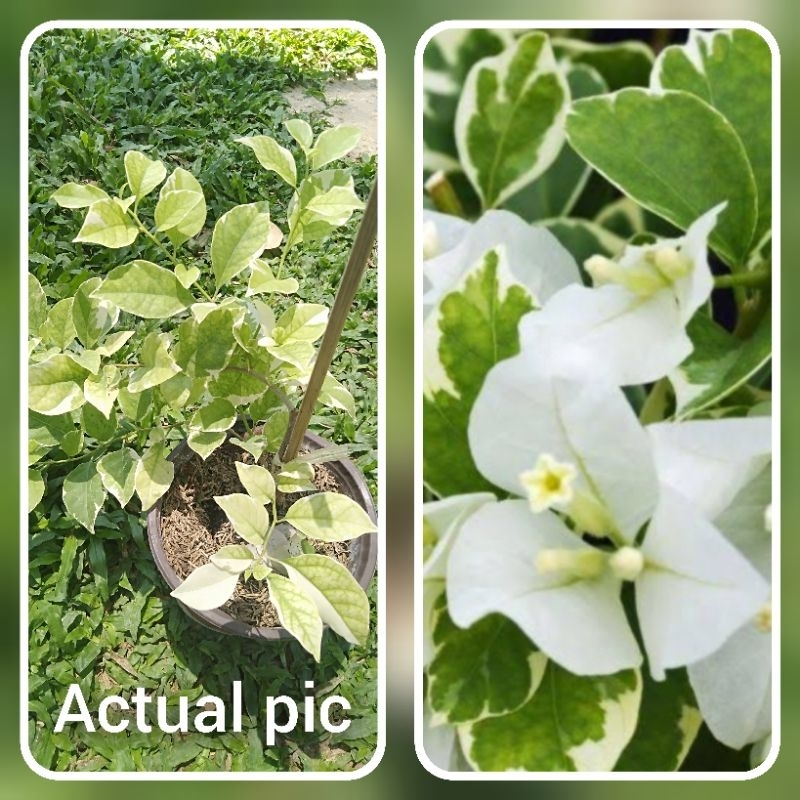 bougainvillea rare/ top rare (stable,well rooted) | Shopee Philippines