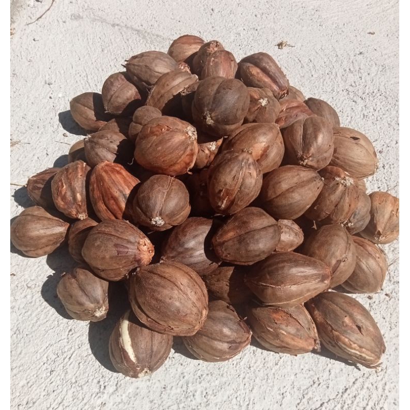 *bitoon seed 1 piece gamot sa bukol, goiter, cyst at iba pa | Shopee ...