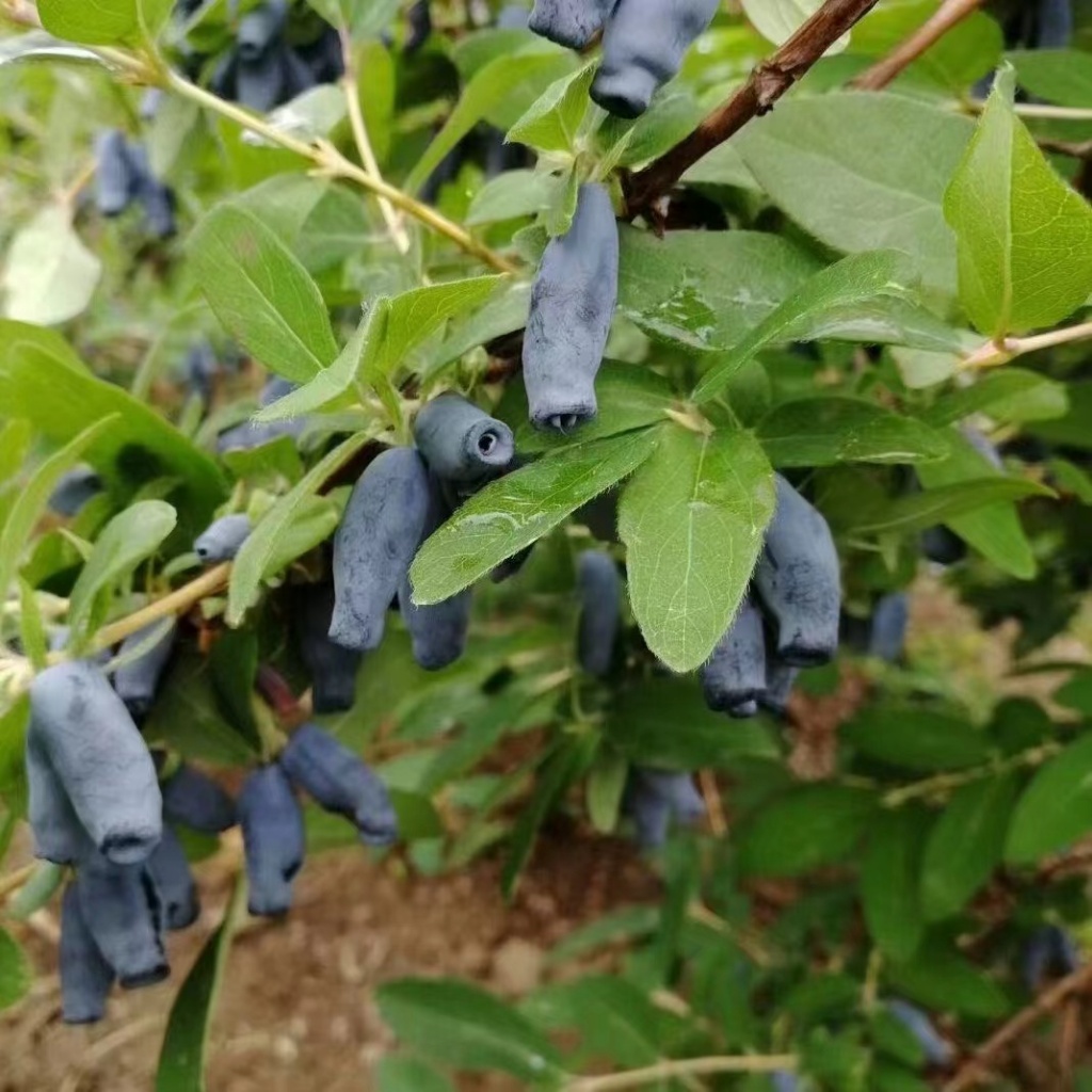 3 years, indigo seedlingsMagical fruit berry seedlings, suitable for ...