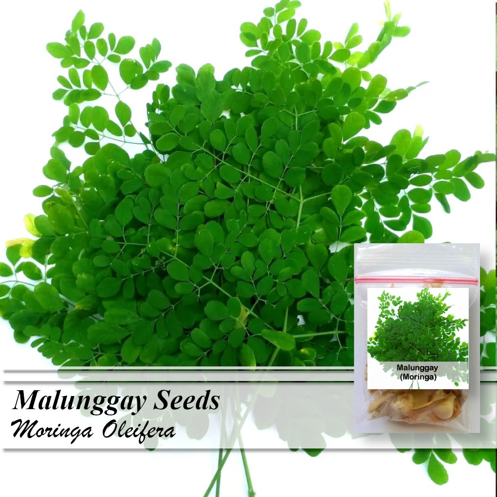 Malunggay / Moringa (Moringa Oleifera) 10 Seeds | Shopee Philippines