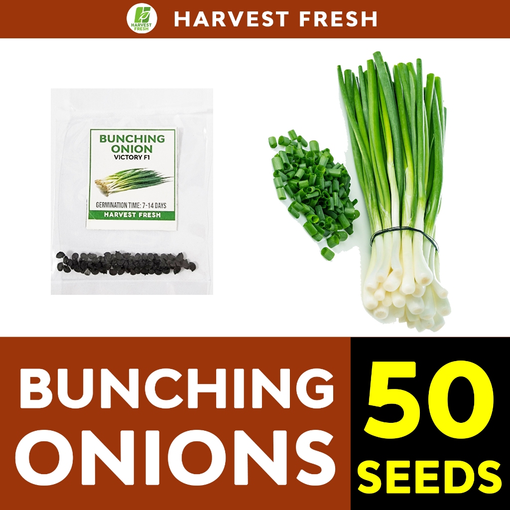 Vegetable Seeds - Ampalaya Upo Okra Sitao Bataw Kalabasa Patola Sitsaro ...